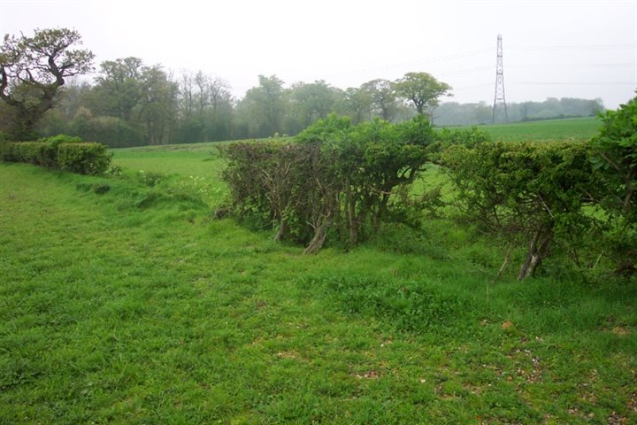 Hedgerow management | Hertfordshire County Council | www.hertfordshire ...