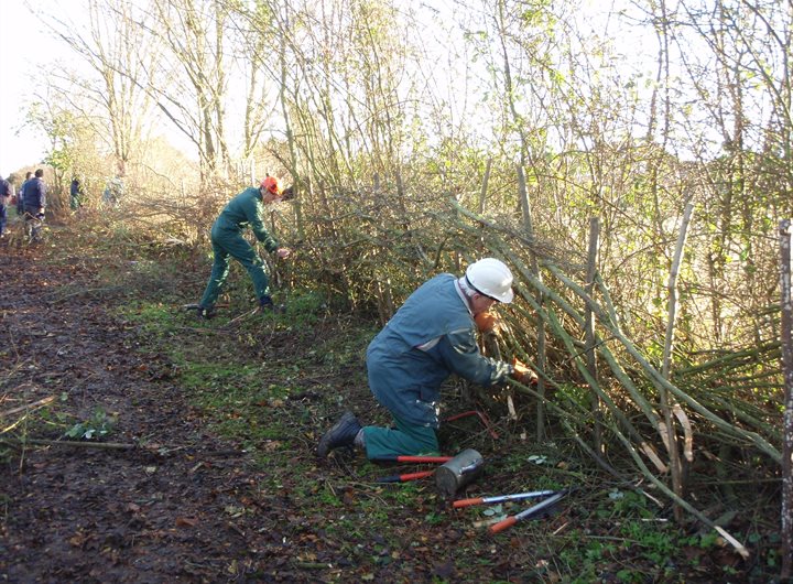 Hedgerow management | Hertfordshire County Council | www.hertfordshire ...